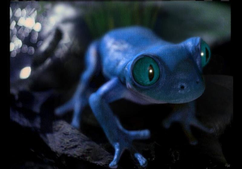 Budweiser frogs back on TV for Bud Light advert